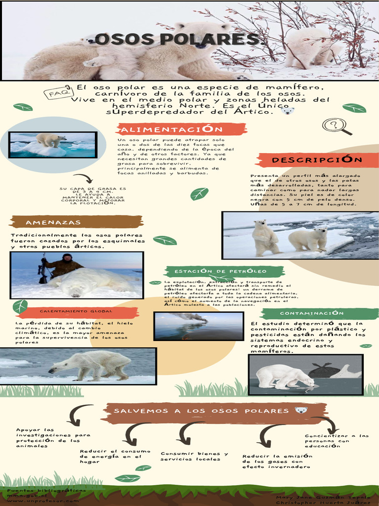 Infografía | PDF | Oso polar | Osos
