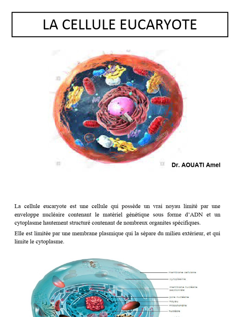 02 - La Cellule Eucaryote | PDF | Maison et jardin | Bien-être
