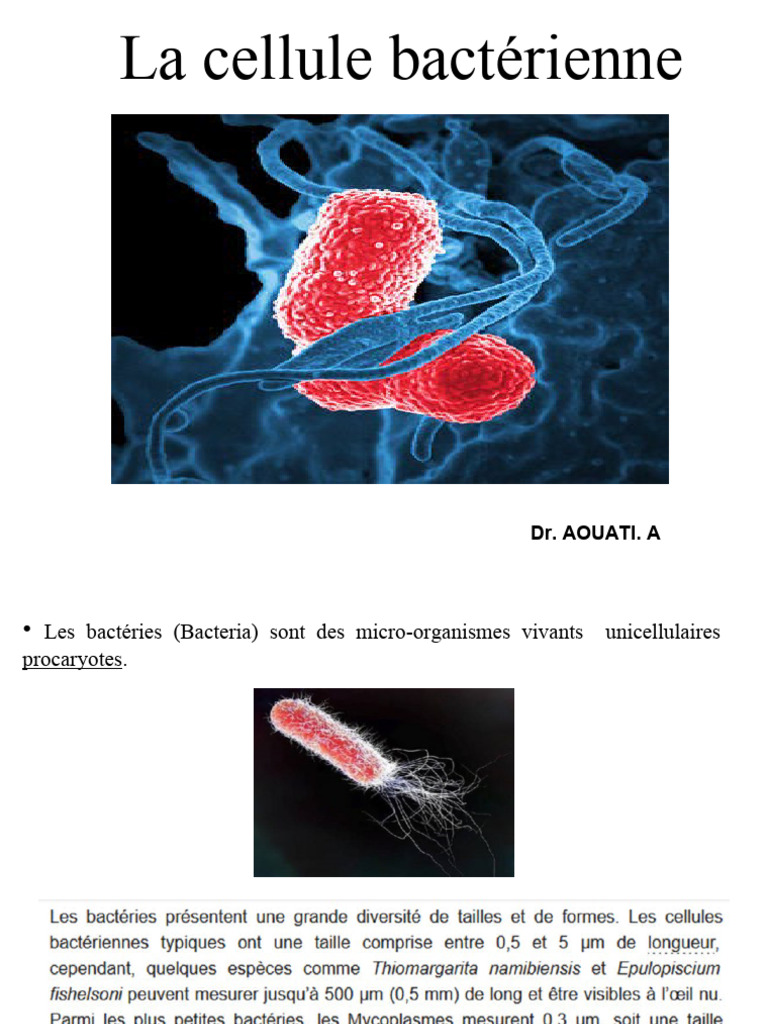 03 - La Cellule Procaryote | PDF | Bactérie | Cellule (Biologie)