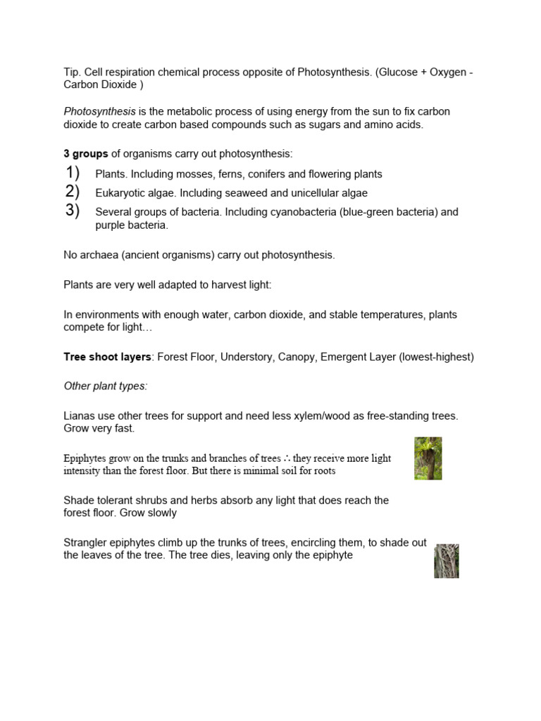 Photosynthesis - IB Biology SL Grade 11 | PDF | Photosynthesis | Trees