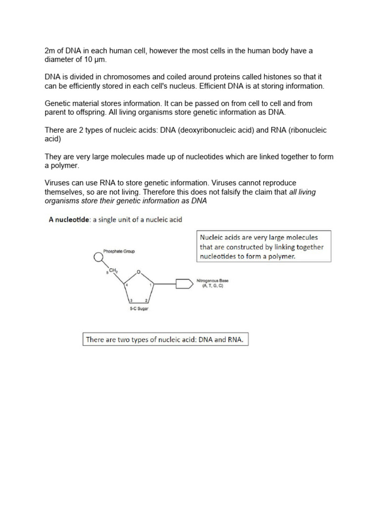 Nucleic Acids - IB Biology SL Grade 11 | PDF | Nucleic Acid Sequence | Dna