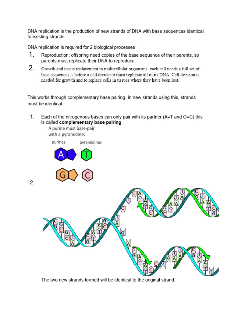 DNA Replication and PCR Explained | PDF | Dna | Polymerase Chain Reaction