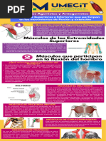 Anatomía de los Músculos Mediales del Muslo | PDF | Extremidades ...
