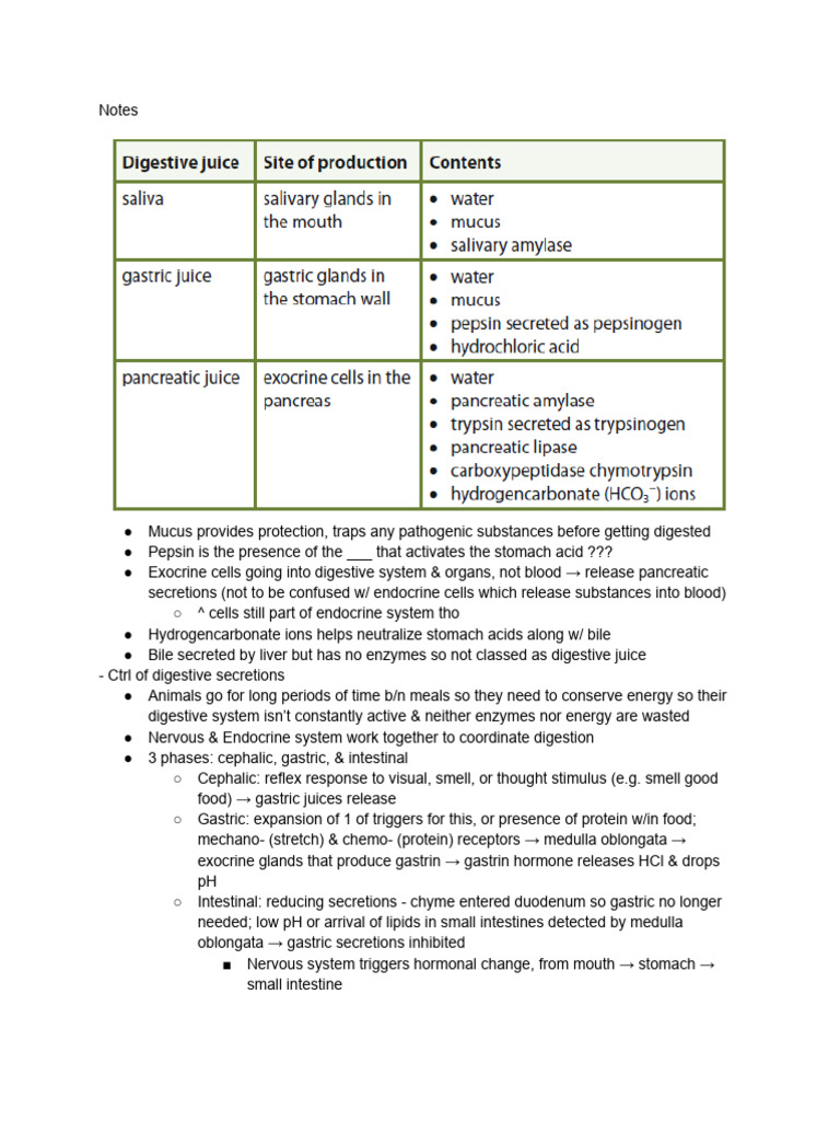 IB Biology Option D2 Digestion Notes | PDF | Stomach | Pancreas