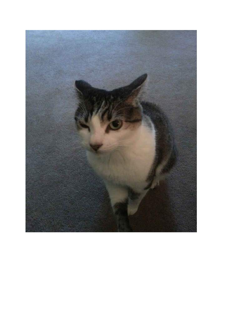 Foto Gato | PDF