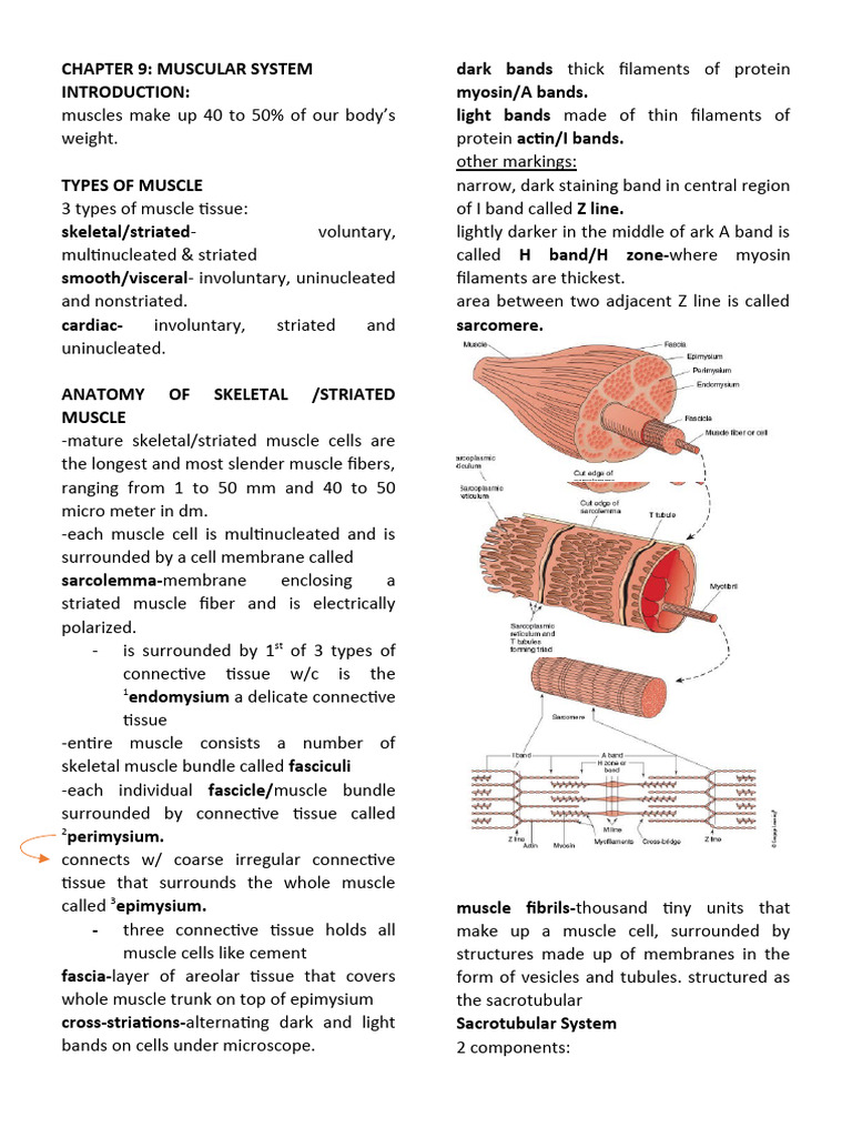 Anaphy Muscular System | PDF | Muscle Contraction | Skeletal Muscle