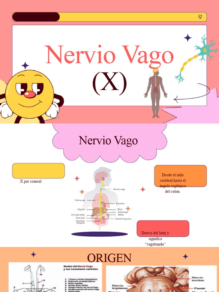 Nervio Vago: Origen, Trayecto y Funciones | PDF | Nervio vago | Abdomen