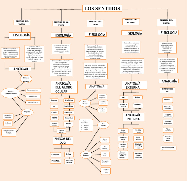 Mapa Conceptual de Los Sentidos 2 | PDF | Oído | Gusto
