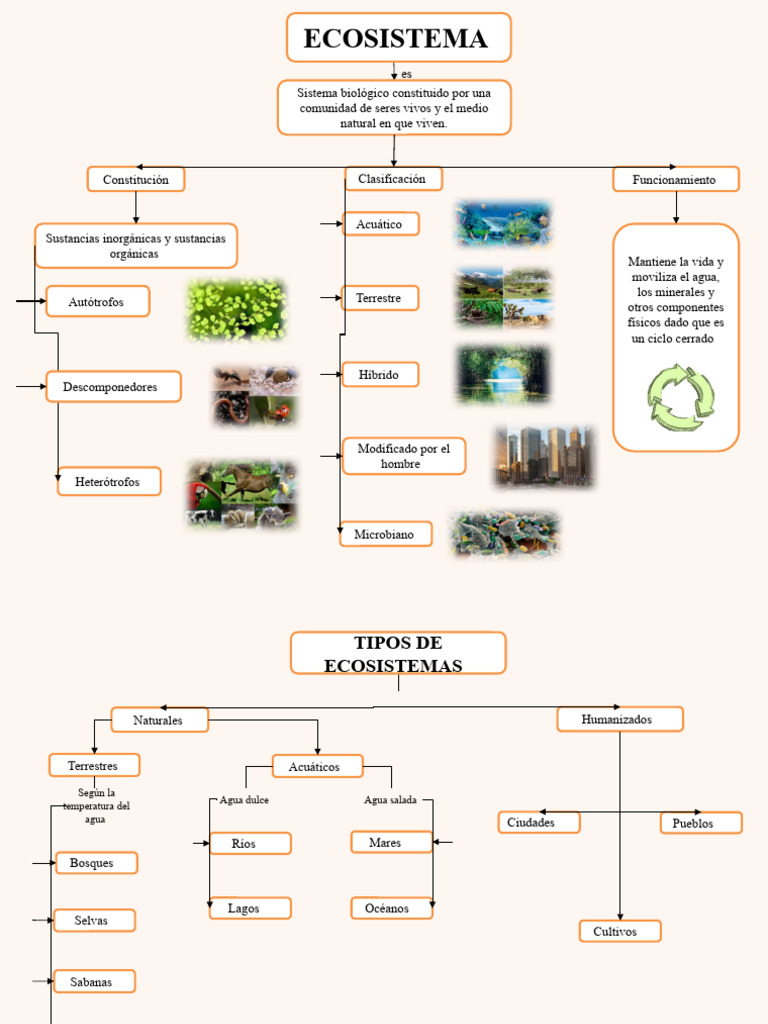 Mapa Conceptual Del Ecosistema 2 | PDF