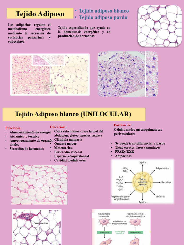 Adiposo | PDF | Tejido adiposo | Anatomía