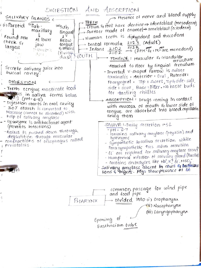 Digestion And Absorption Pdf Stomach Pancreas