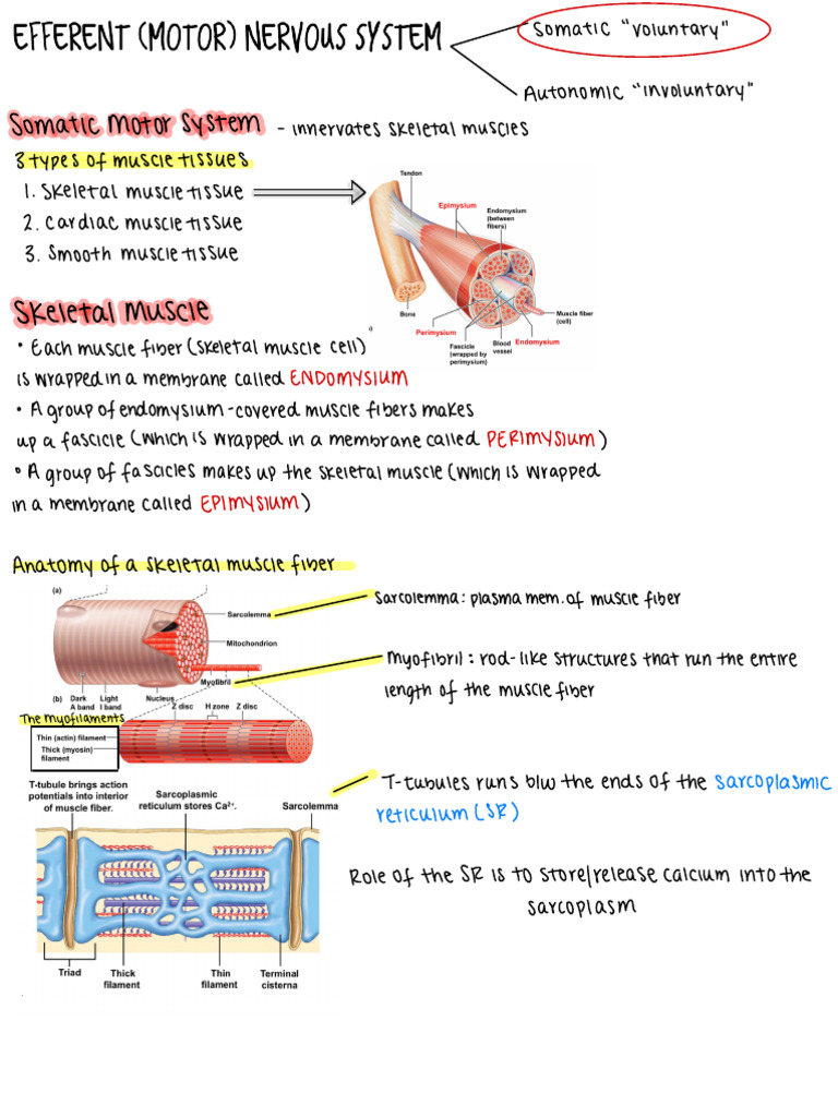 PNS Somatic Motor System (SKELETAL MUSCLE) | PDF | Muscle Contraction ...