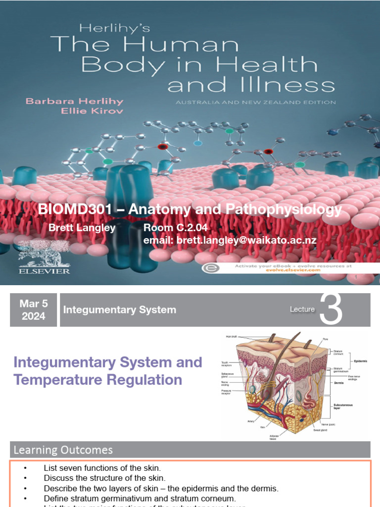 Integumentary System Overview and Functions | PDF | Integumentary ...