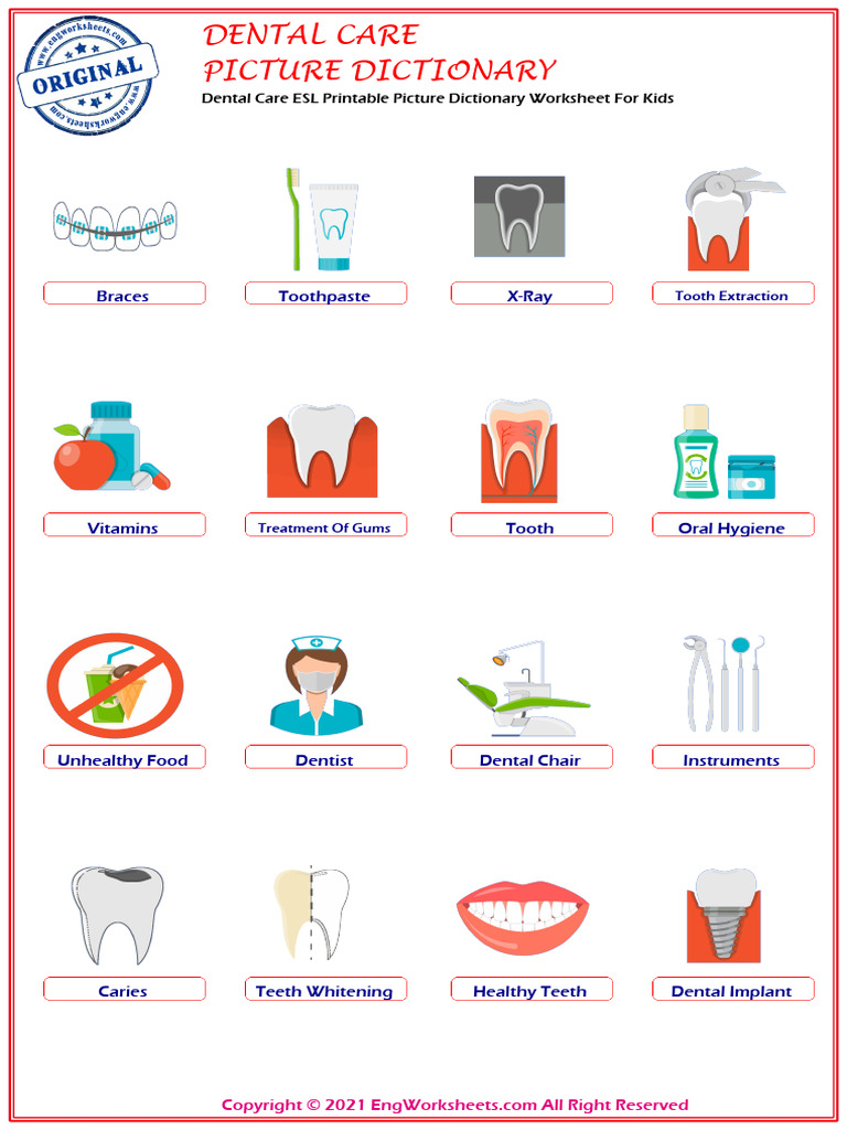 Dental Care Vocabulary | PDF | Wellness