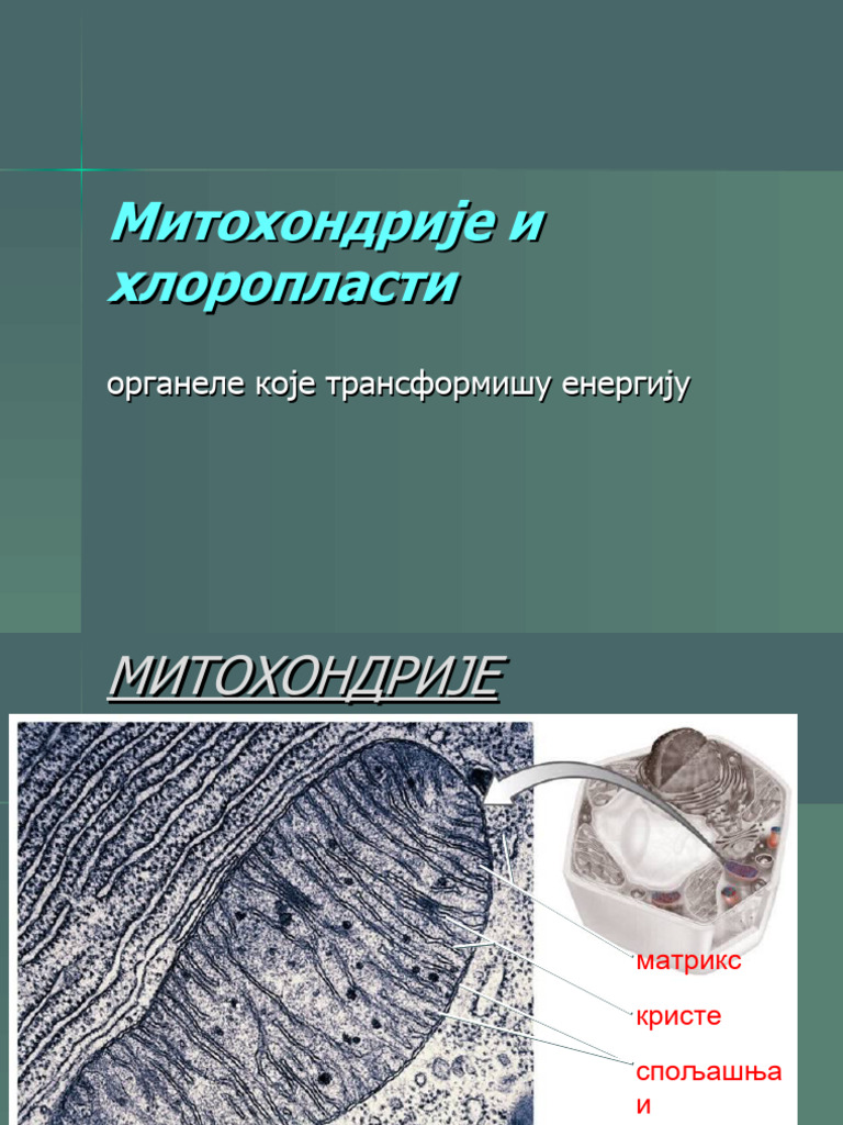 005 Ćelijske Organele Mitohondrije Hloroplasti | PDF