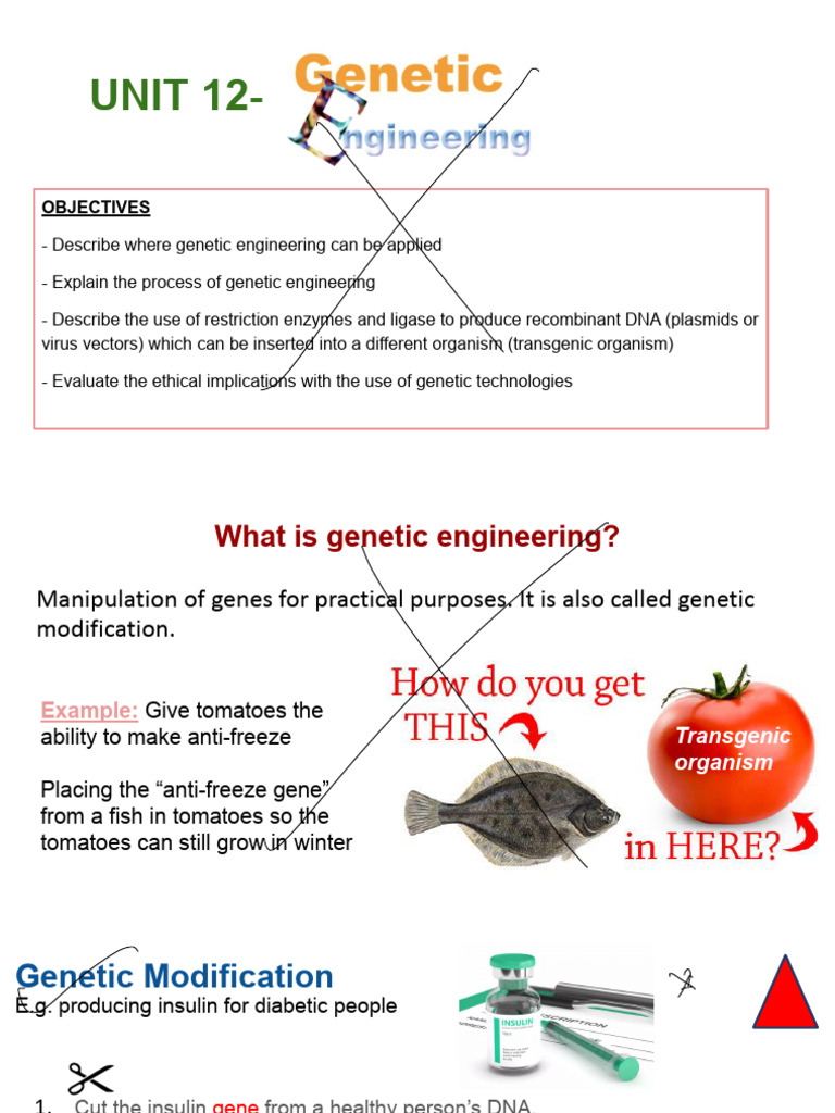 12-Genetic Engineering Updated Version | PDF | Genetic Engineering ...