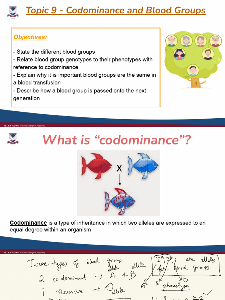 Blood Groups and Codominance Explained | PDF | Dominance (Genetics ...