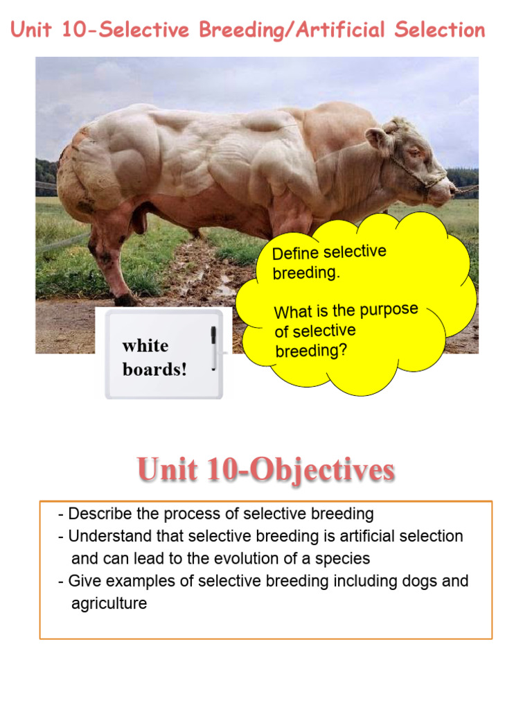 10-Selective Breeding Updated Version | PDF | Selective Breeding | Sheep