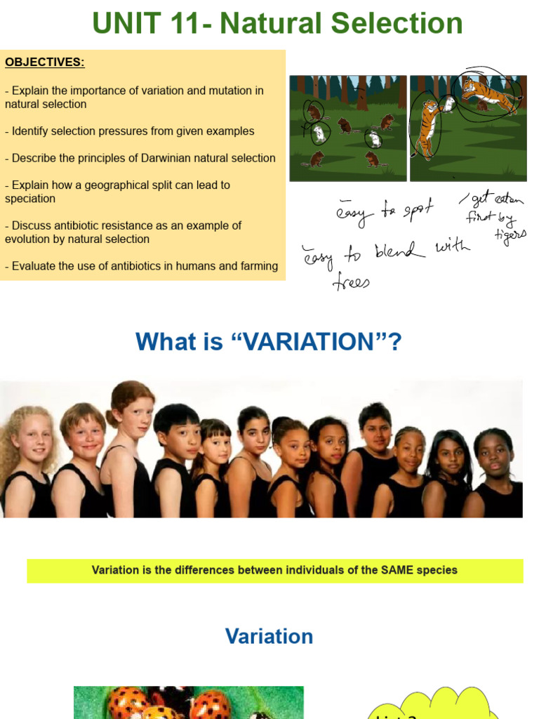 11 Natural Selection Updated Version Pdf Natural Selection