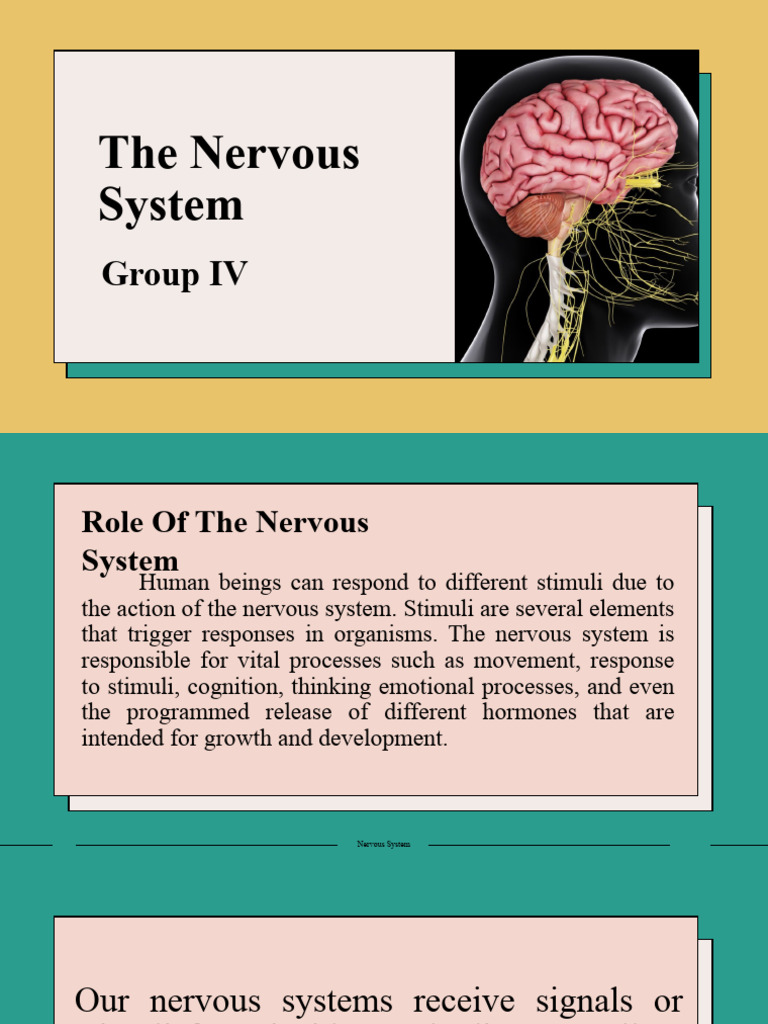 The-Nervous-System | PDF | Nervous System | Neuron