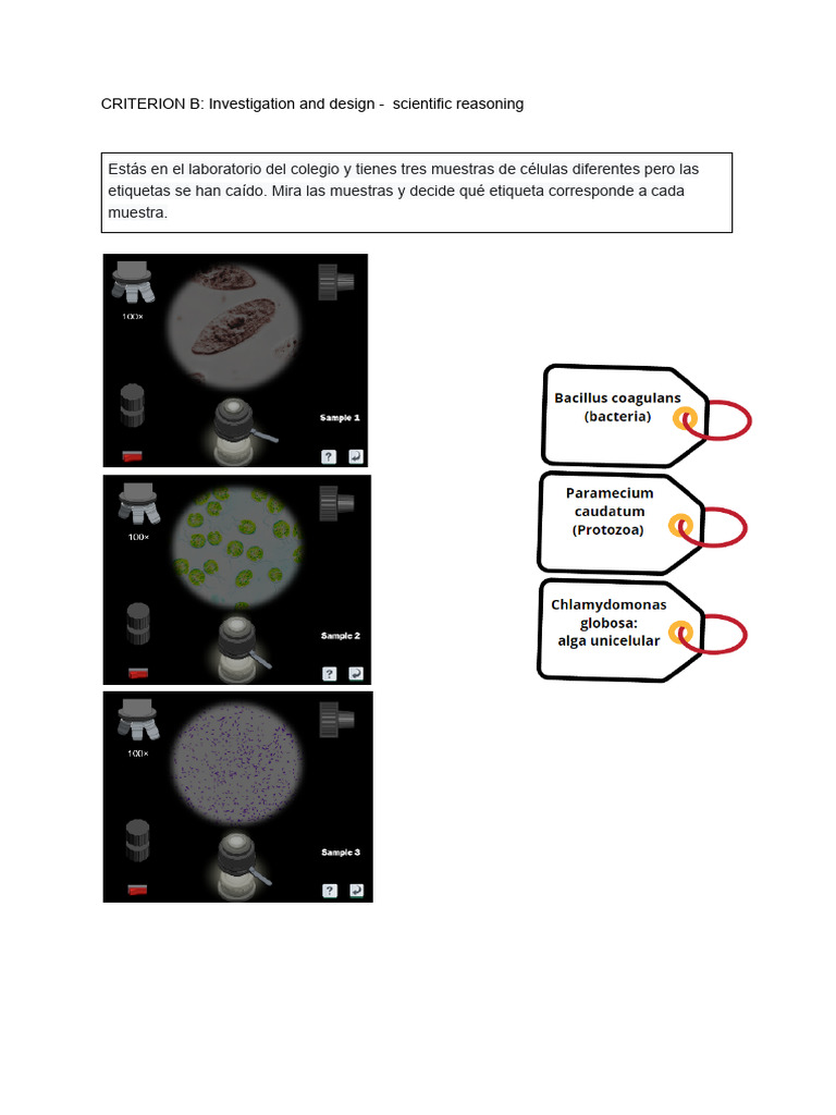 MYP2 Cells SPANISH Criterion B | PDF