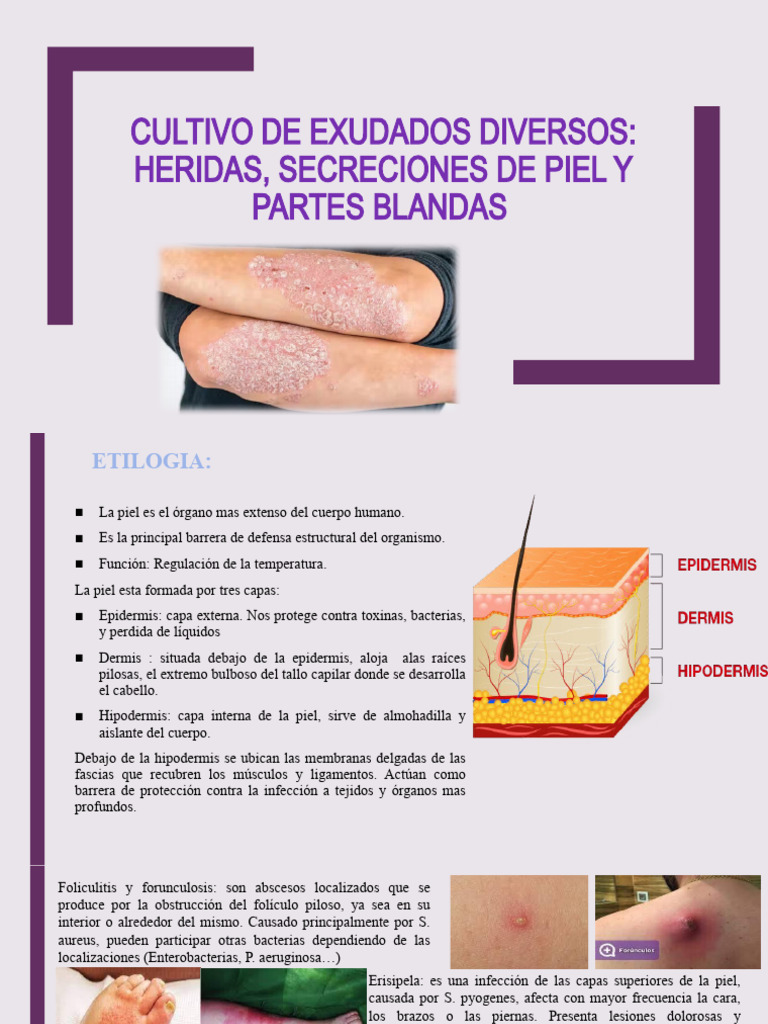 Cultivo de Exudados Diversos | PDF | Piel | Staphylococcus Aureus