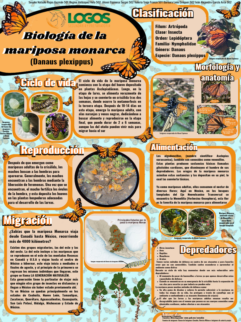Ciclo de Vida de la Mariposa Monarca | PDF | Lepidópteros | Mariposa