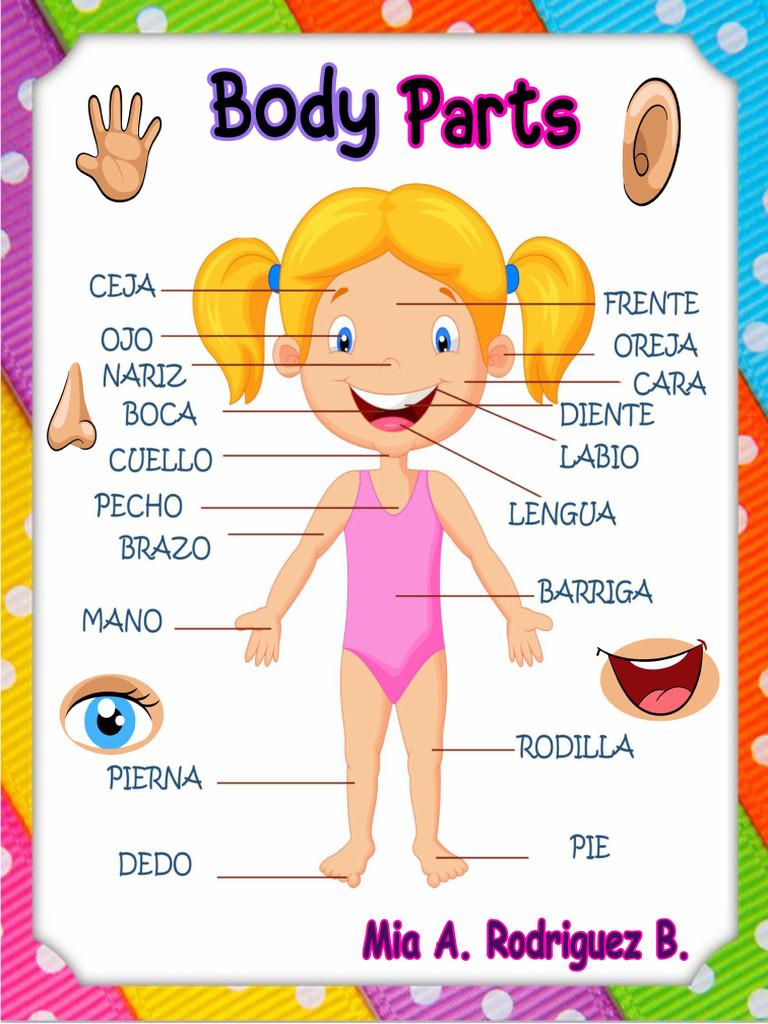 Partes Del Cuerpo Humano | PDF