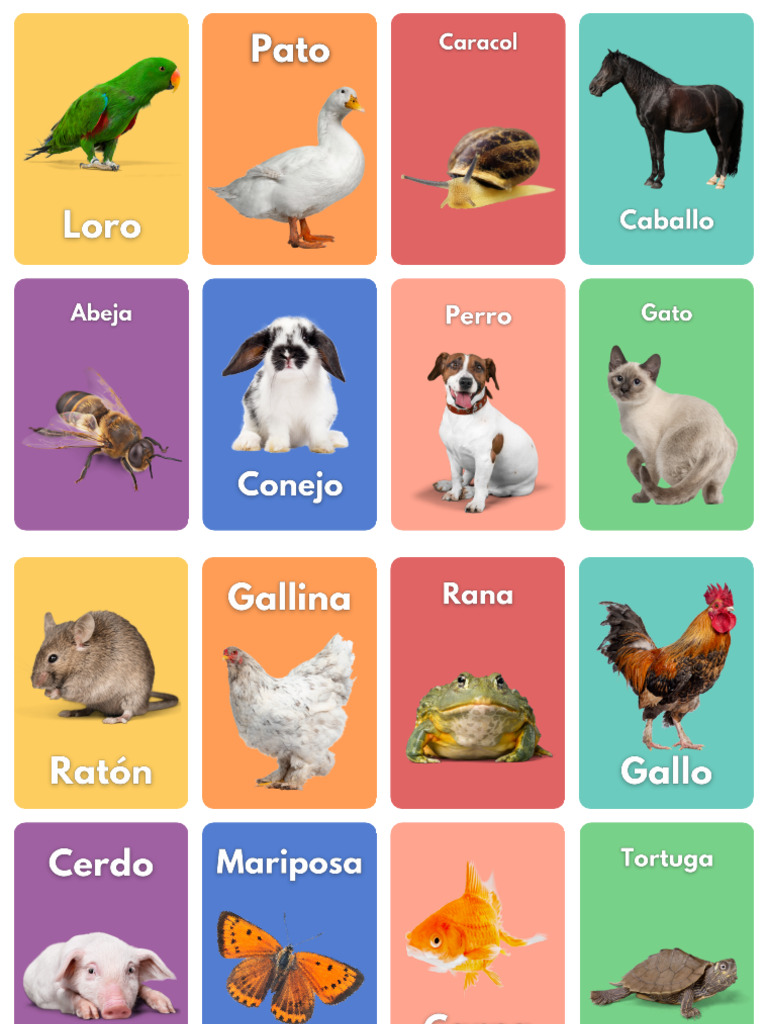 Aprende los Animales Fotos Tarjetas Láminas | PDF