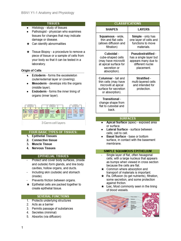 Anatomy and Physiology of Tissues | PDF | Epithelium | Skin