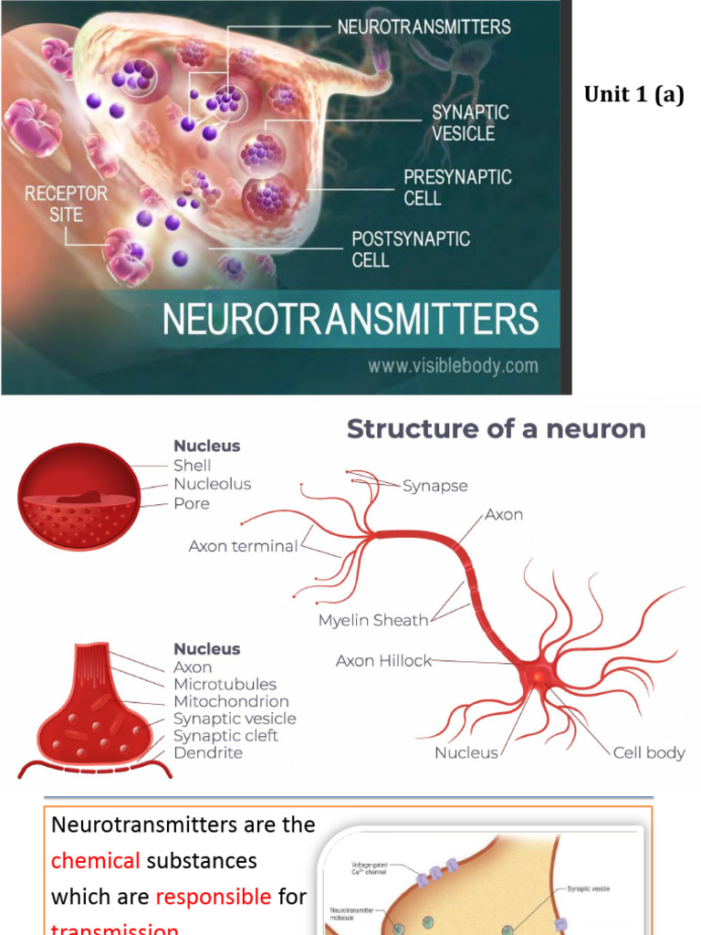 Neurotransmission and Its Classification | PDF | Neurotransmitter ...