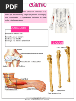 Anatomía del Cúbito: Estructura y Función | PDF | Codo | Extremidades ...