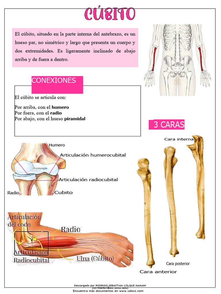 Cubito Anatomia 332289 Downloadable 2469724178 | PDF | Codo ...