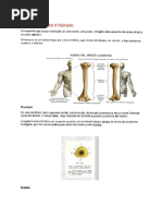 Surco Intertubercular del Húmero | PDF | Articulaciones | Anatomía humana