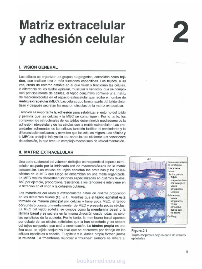 BC 2 3 MEC | PDF | La matriz extracelular | Inmunología