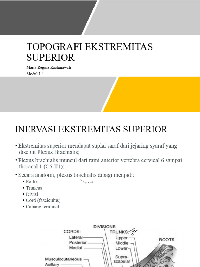 Topografi Inervasi Upper Limb | PDF | Seni