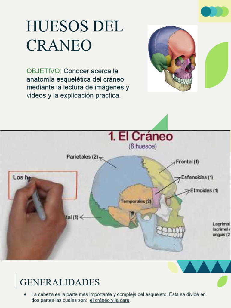 Huesos Del Craneo Pdf Cabeza Y Cuello Humanos Anatomía Humana
