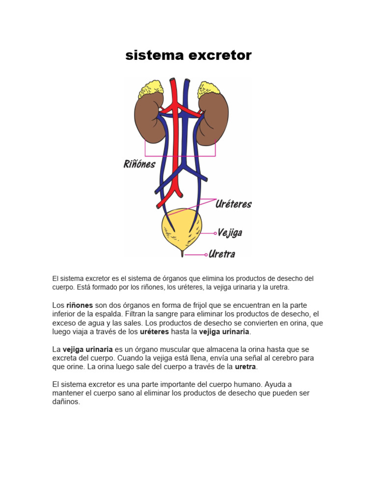 Sistema Excretor | PDF