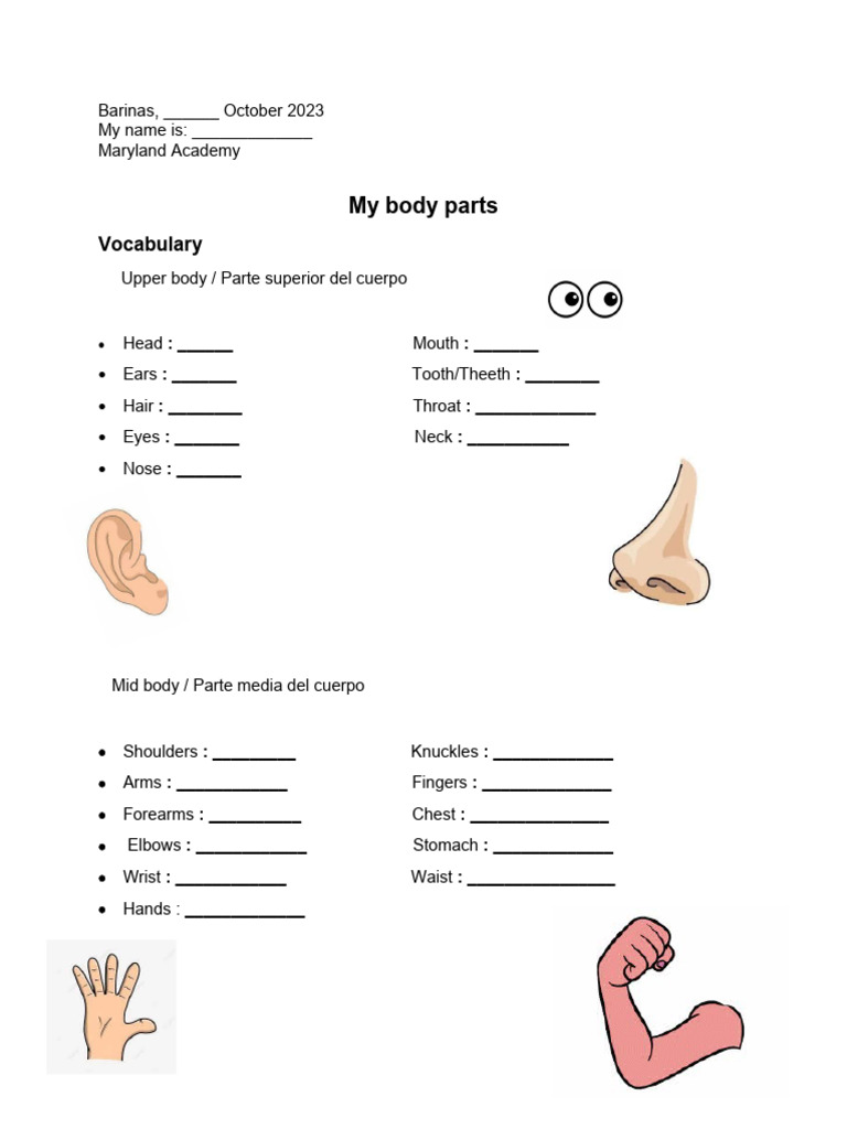 Body Parts Worksheet | PDF | Foot | Arm