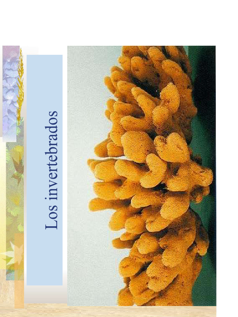 Anuu | PDF
