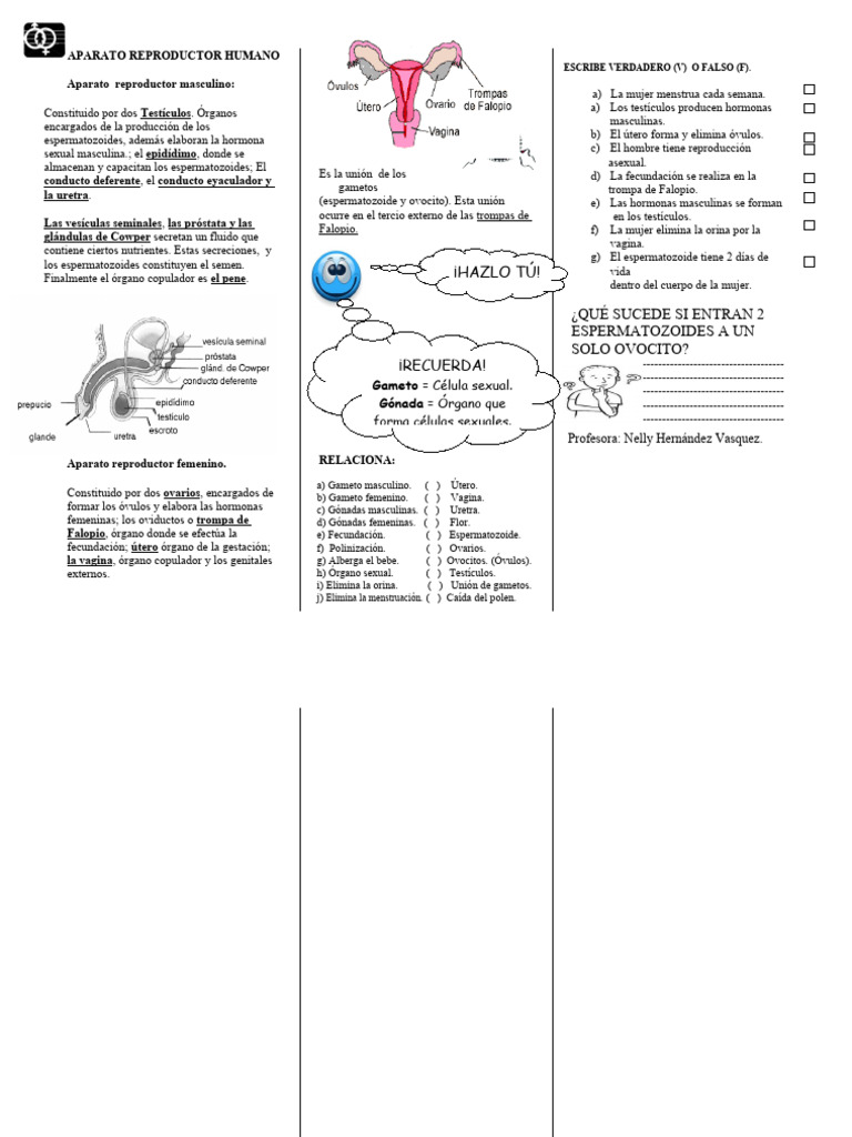 APARATO REPRODUCTOR HUMANO | PDF | Sistema reproductivo | Reproducción ...