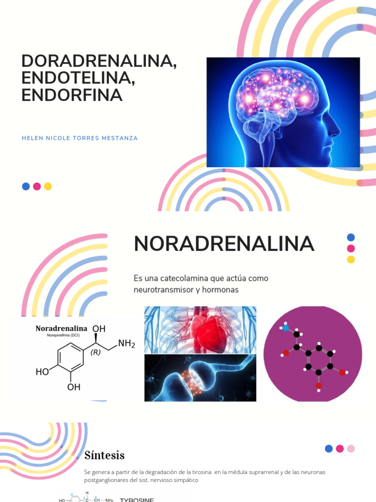 Noradrenalina, Endotelina y Endorfina: Síntesis y Funciones | PDF ...