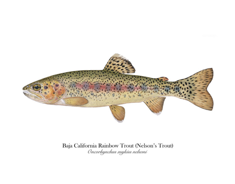 Baja California Rainbow Trout (Nelson's Trout) | PDF