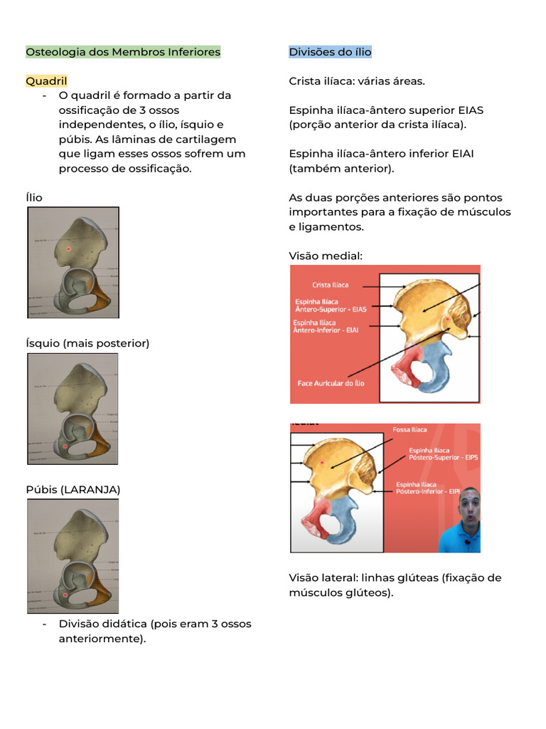 Eletiva Anatomia - Membros Inferiores | Download grátis PDF | Sistema ...