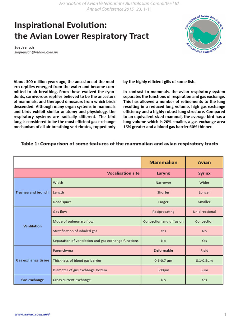 Inspirational Evolution: The Avian Lower Respiratory Tract | PDF | Lung ...
