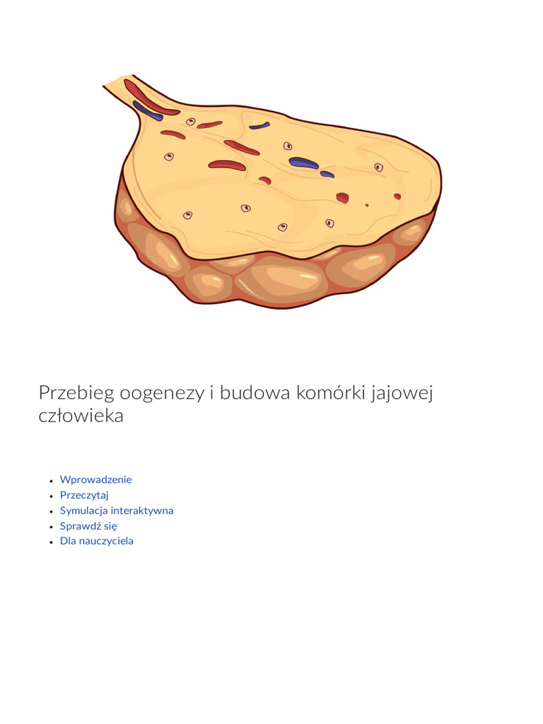 Oogeneza I Oogonia | PDF