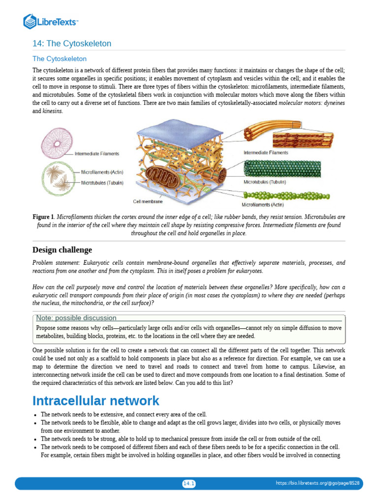 14 The Cytoskeleton | PDF | Cytoskeleton | Actin