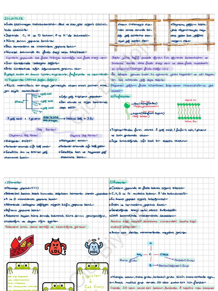 Canlilarin Temel Bilesenleri 3 PDF | PDF Canlilarin Temel Bilesenleri 3 PDF | PDF