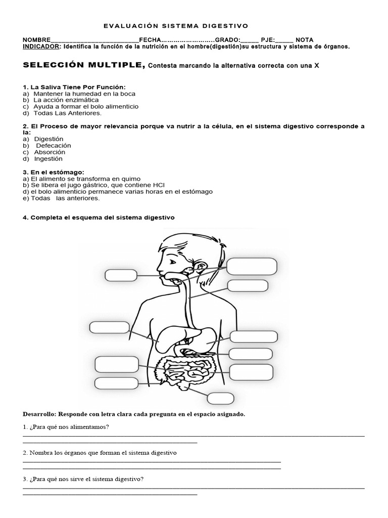 Evaluación de Sistema Digestivo | PDF | Sistema digestivo humano ...