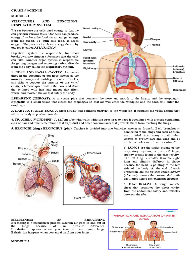 GRADE 9 SCIENCE MODULE 1 | PDF | Respiratory Tract | Lung